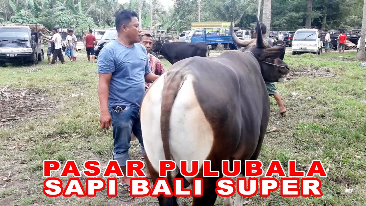 Sapi Bali Jantan Super | Pasar Pulubala | Cattle Market | Sapi Bali ...