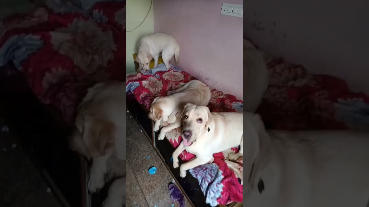 #cute Labrador dogs# MyRuby mona #Tom bed ke upar kaise# baitha hai ...