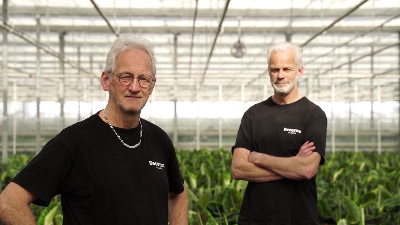 Musa | Decorum Company & 123planten - YouTube