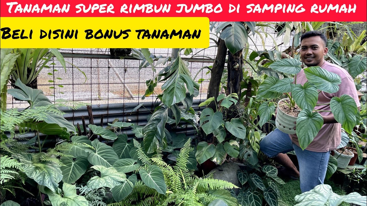 TANAMAN SUPER RIMBUN JUMBO DI HALAMAN SAMPING RUMAH 📢 BELI DISINI DAPAT ...