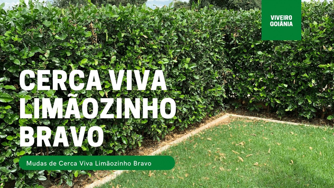 Mudas Cerva Viva Limãozinho Bravo (Swinglea glutinosa) - YouTube