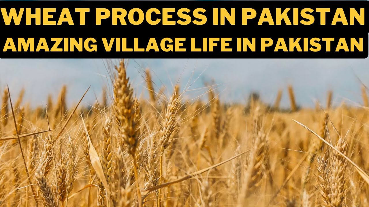 Wheat Fields Process In Punjab Pakistan | Rural Life Of Pakistan ...