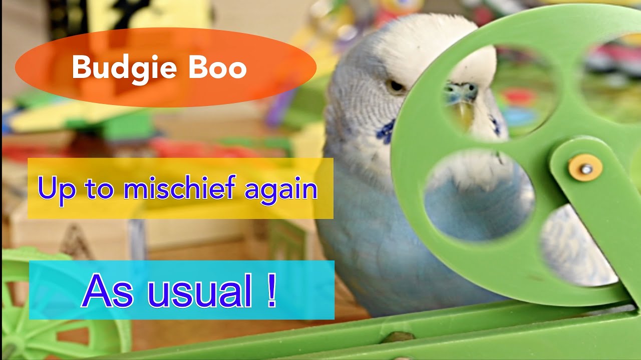 Watch Boo play - YouTube