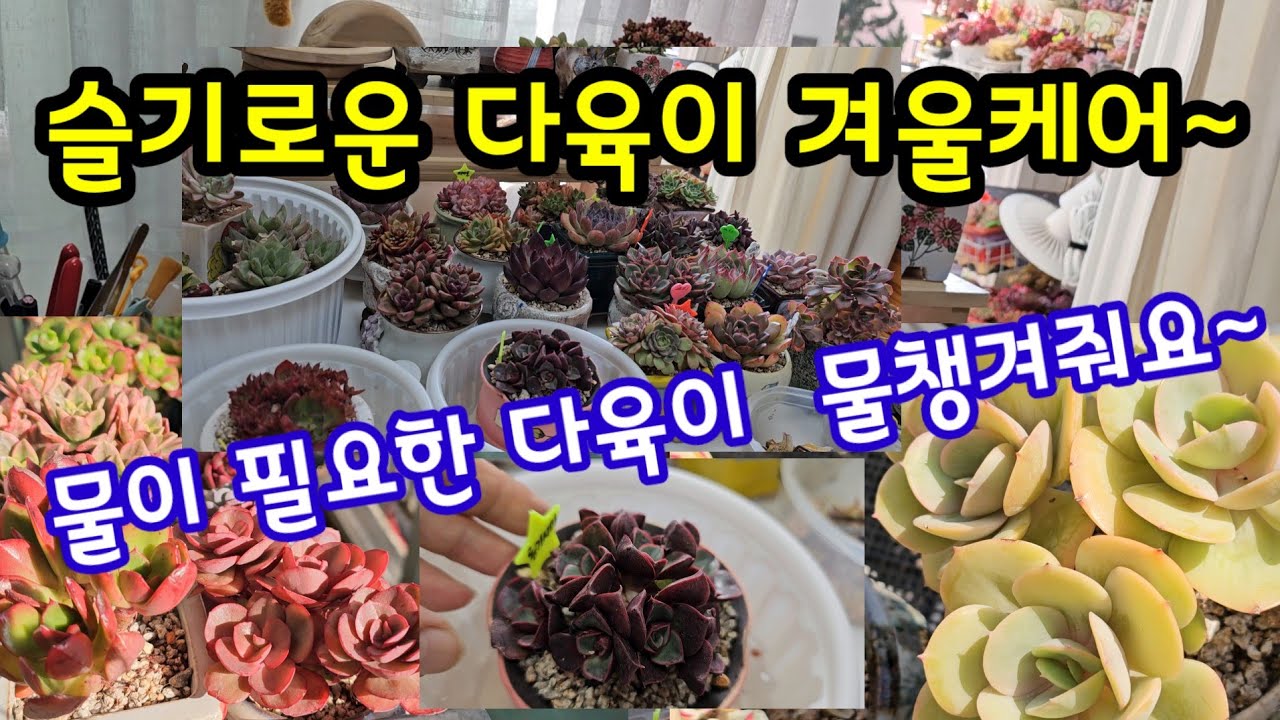 다육이 겨울 관리 물이 필요한 다육이 챙기기~🌸어리지만 미래의 꿈나무 다육이들~~😆 Youtube