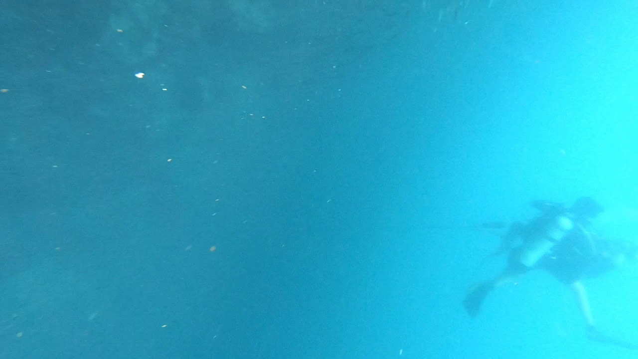 Cebu Sardines Run x Sea Turtle Chasing | August 2019 - YouTube