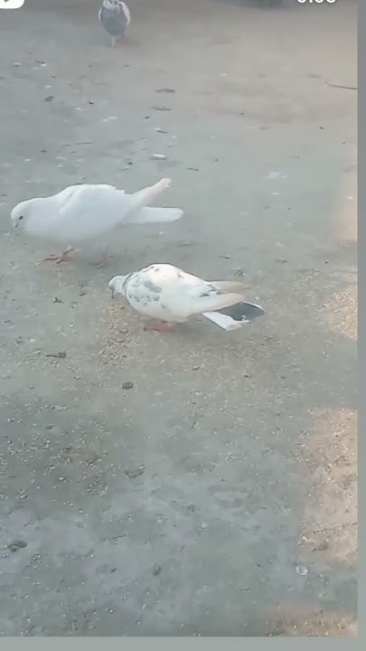 June 7, 2024 - YouTube