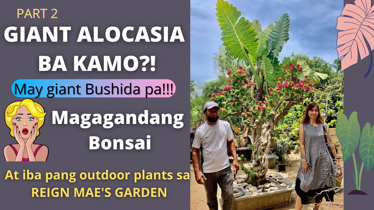 GIANT ALOCASIA😲| PLANT HUNTING SA SILANG | GIANT BUSHIDA🌳| OUTDOOR ...