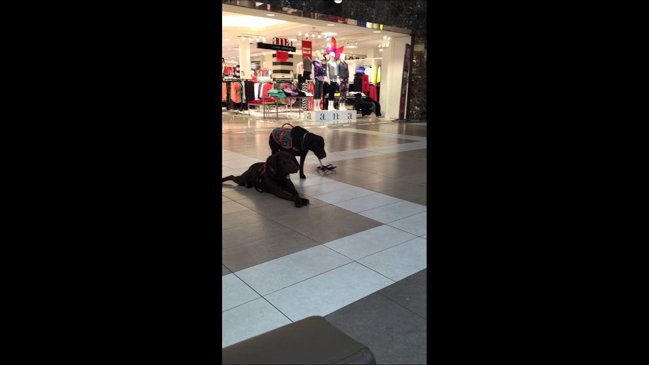 Service Dogs Follow Instructions in Shopping Mall | SDWR - YouTube