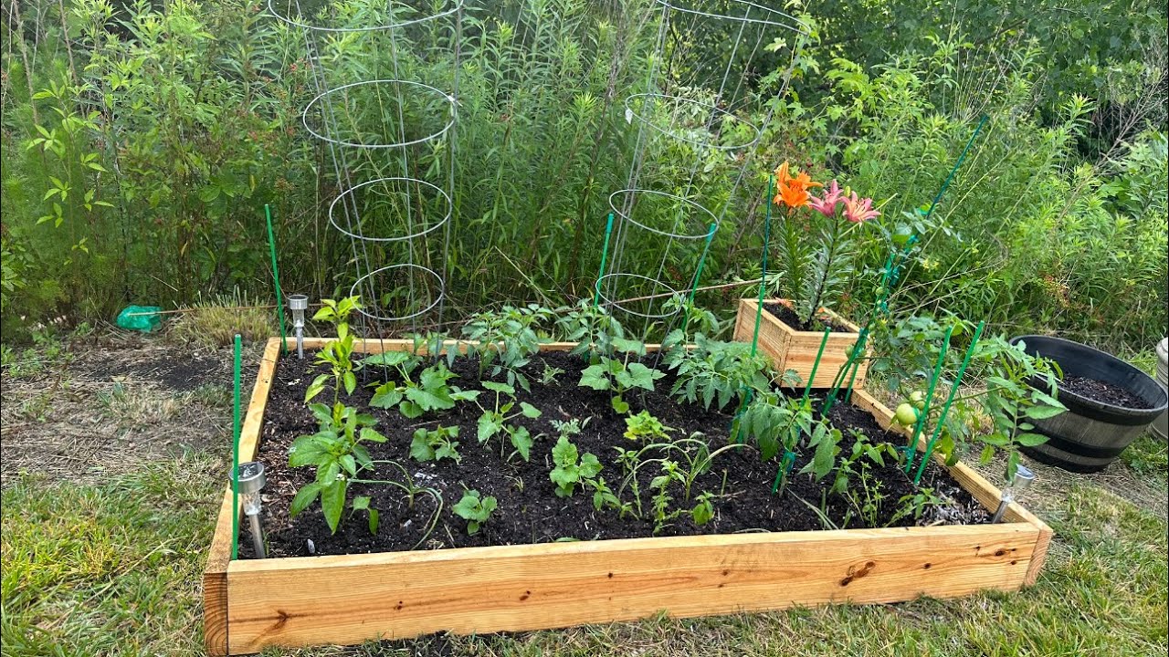 Growing vegetables in a shallow box - YouTube