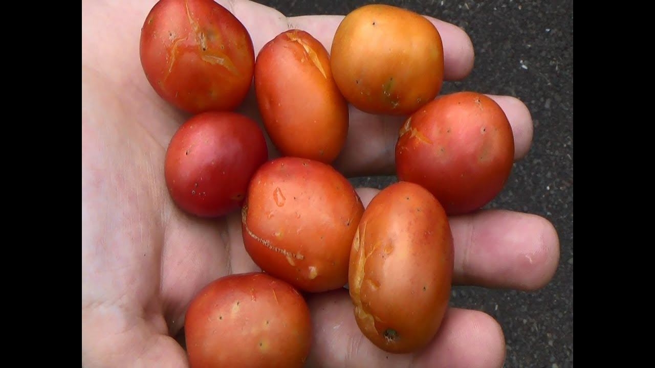 CIRIGUELA SERIGUELA (SPONDIAS PURPÚREA) COMO FAZER MUDAS,FRUTO DO ...