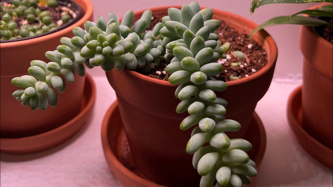 How I propagate my succulents 🤓 - YouTube