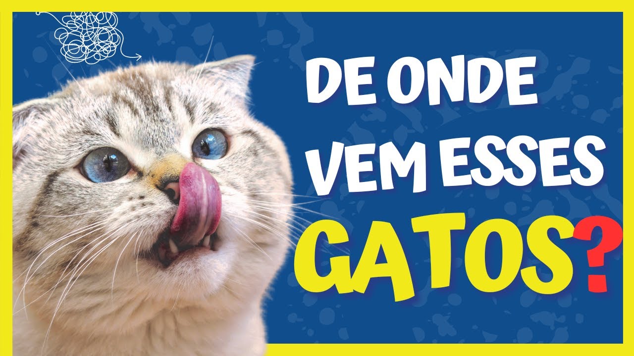 DE ONDE ELES SAEM ESSES GATOS DOIDOS E ENGRAÇADOS #funnycats - YouTube