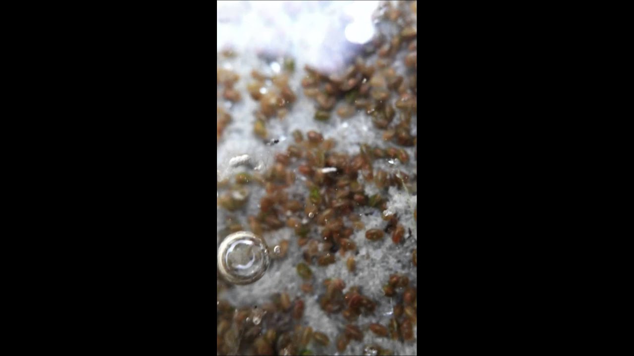 freshwater mussel reproduction in Balaton - YouTube