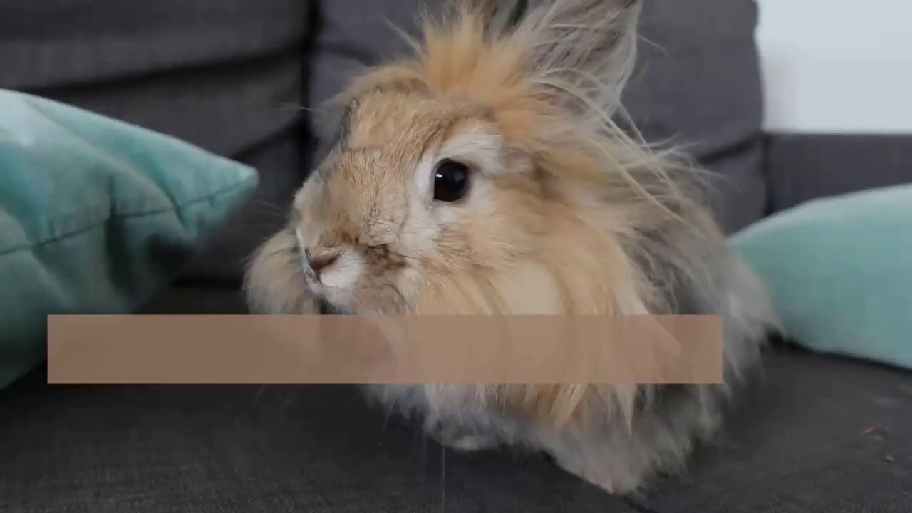 German Angora Rabbit Breed Information - YouTube
