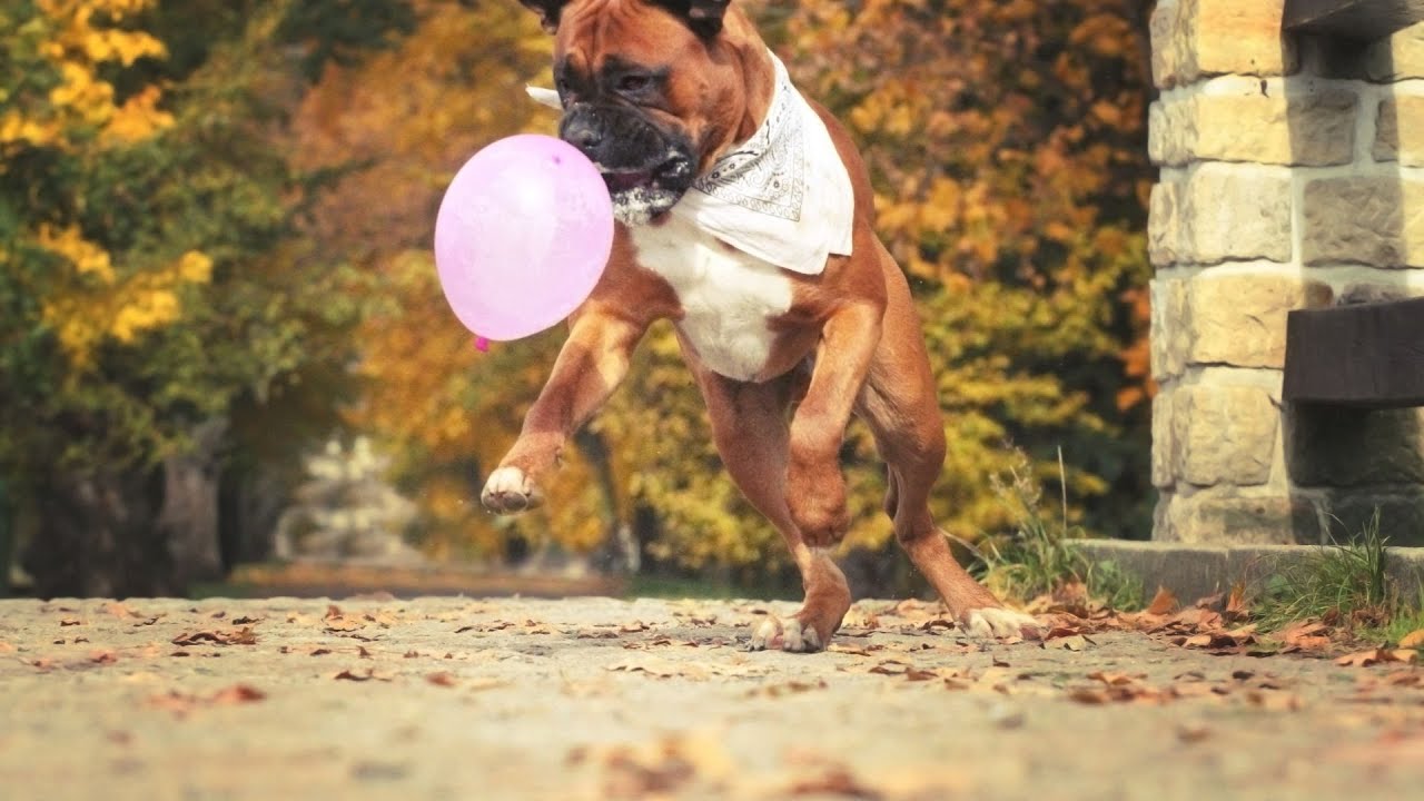 Boxer Dog Storytime Tales of Courage and Cuddles! - YouTube