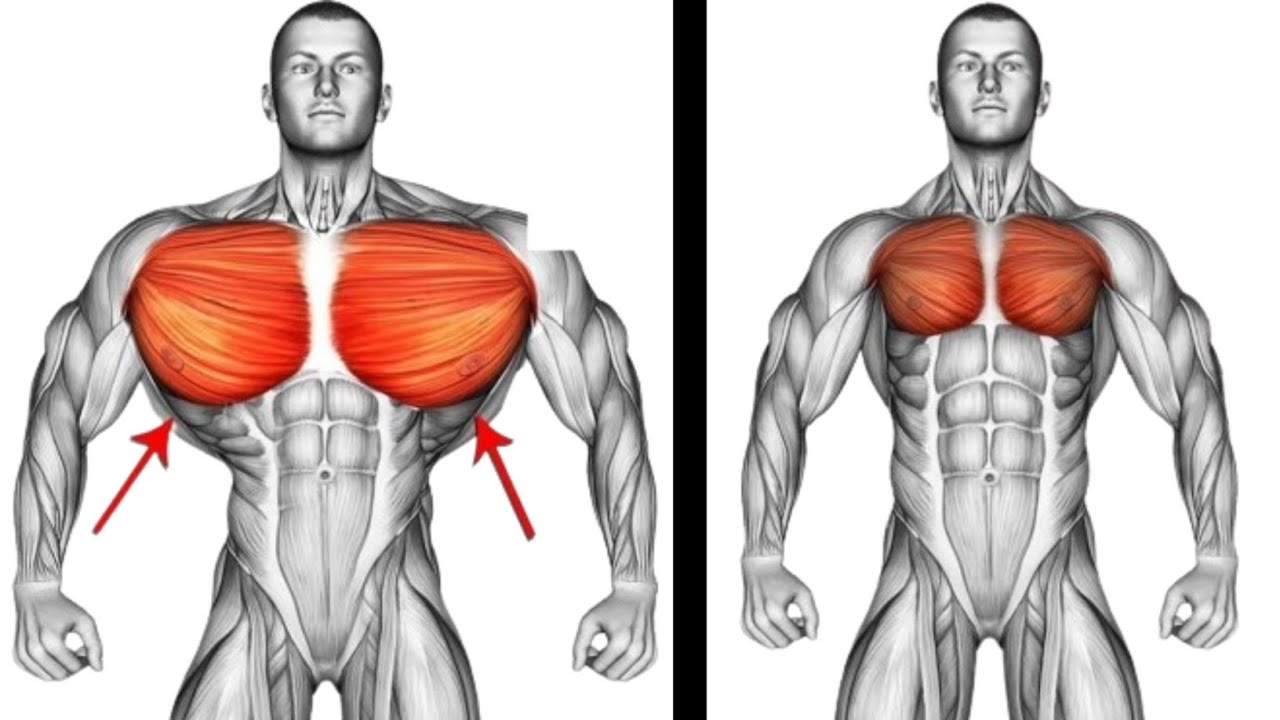 The Best Home Chest Workout For Building Pack Muscles - YouTube