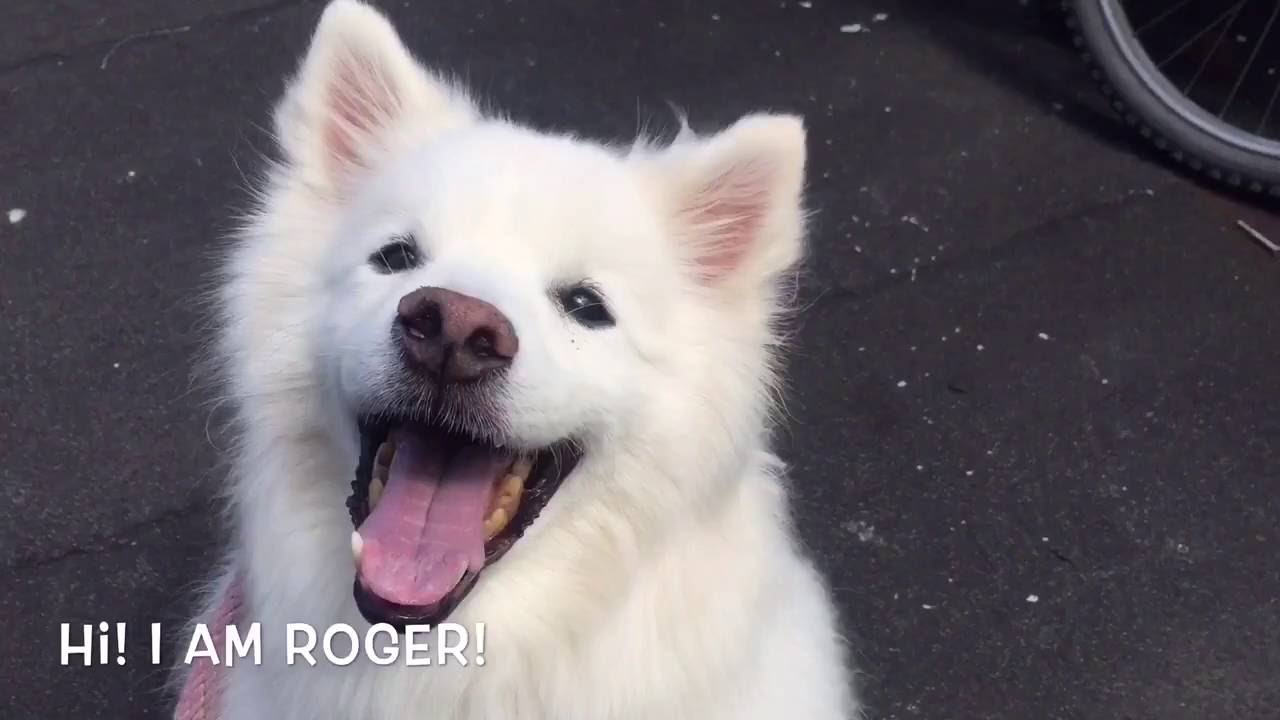 Adopt Roger the dog at The Humane Society of New York - YouTube