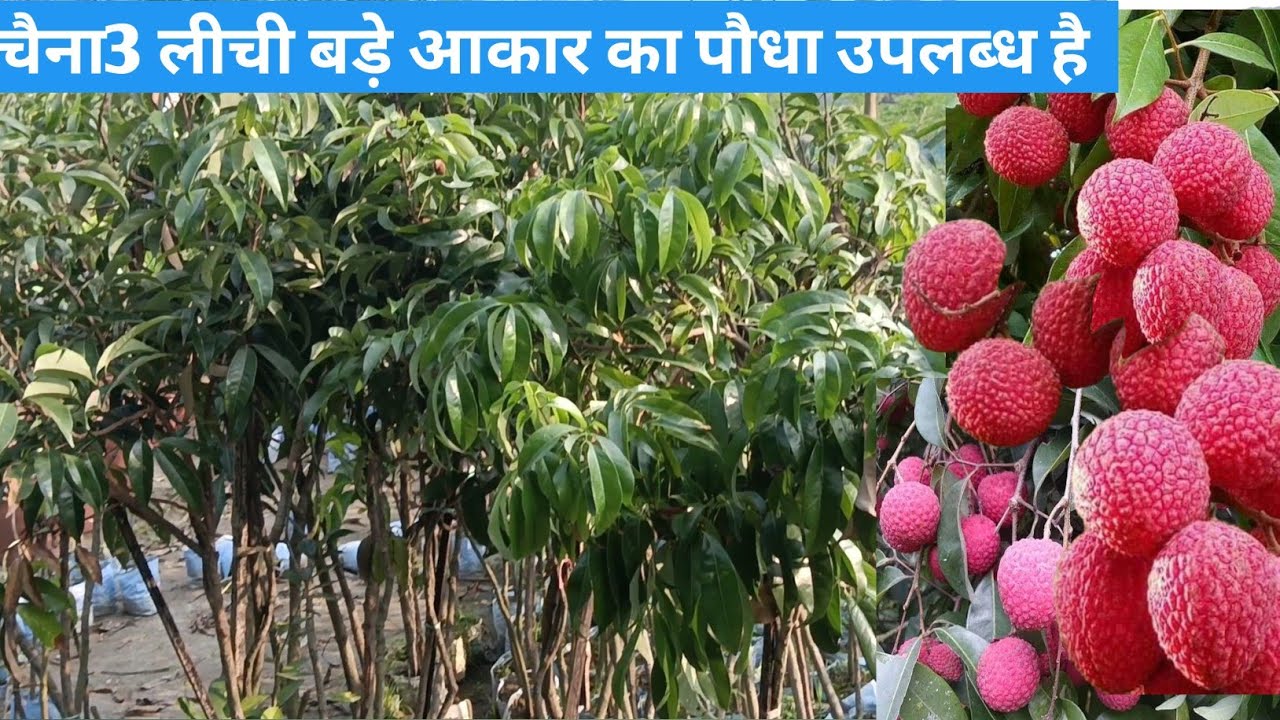 5Fit hight Chaina3 Licchi plant/All India Delivery Available 🇮🇳Coll ...
