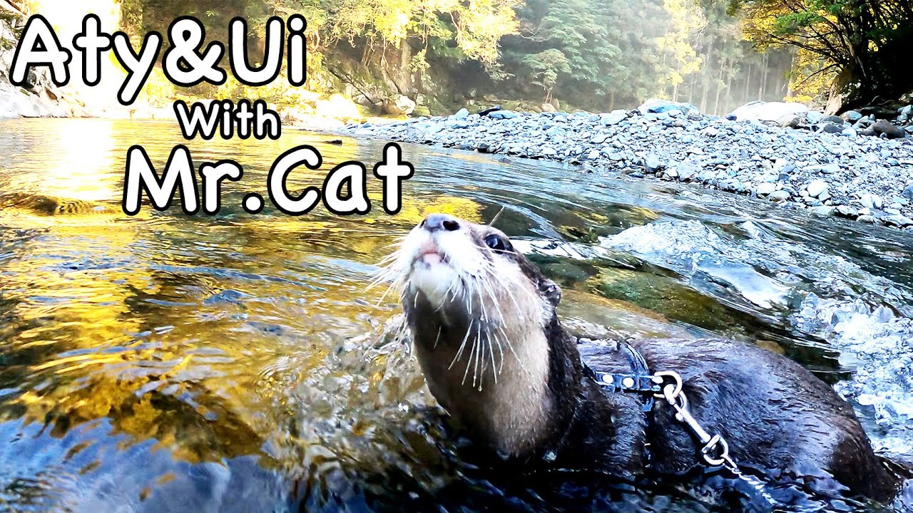 I'm just going halfway around Japan for a bit. [Otter life Day 609 ...