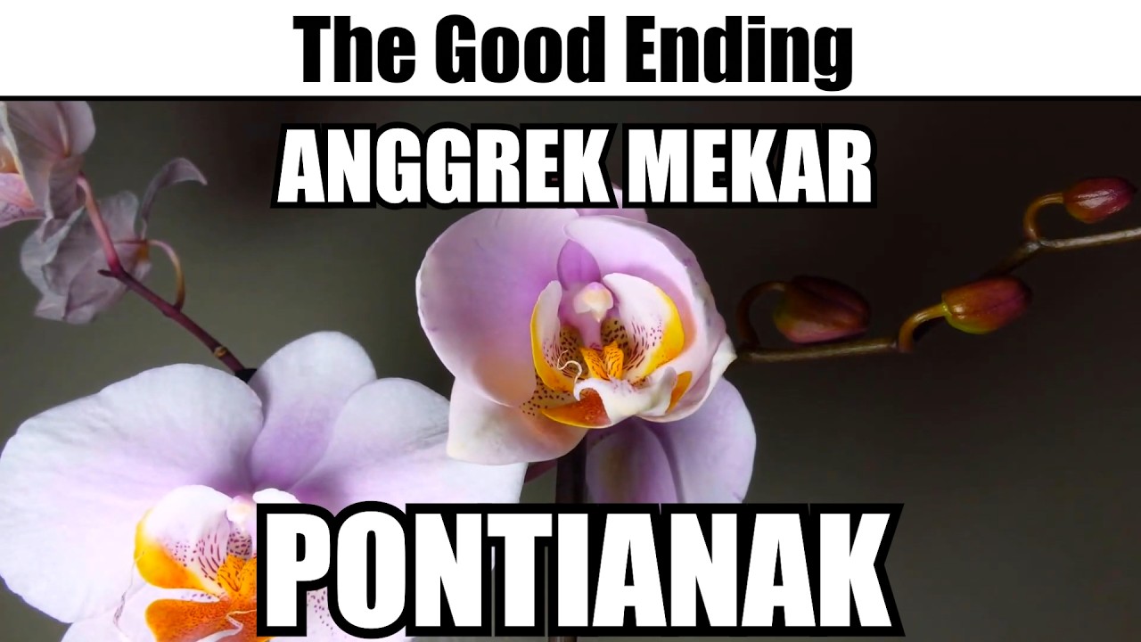 Anggrek Mekar Pontianak The Good Ending... - YouTube