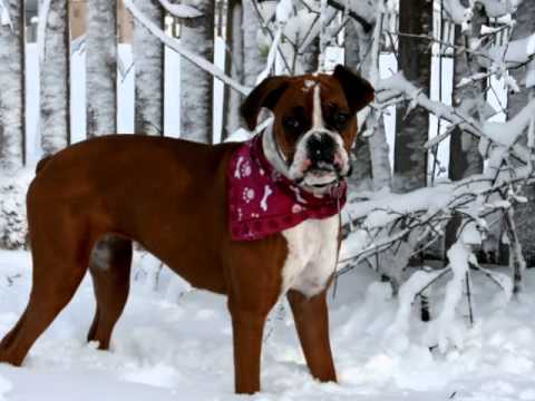 Bella the Boxer dog with attitude!!!! - YouTube