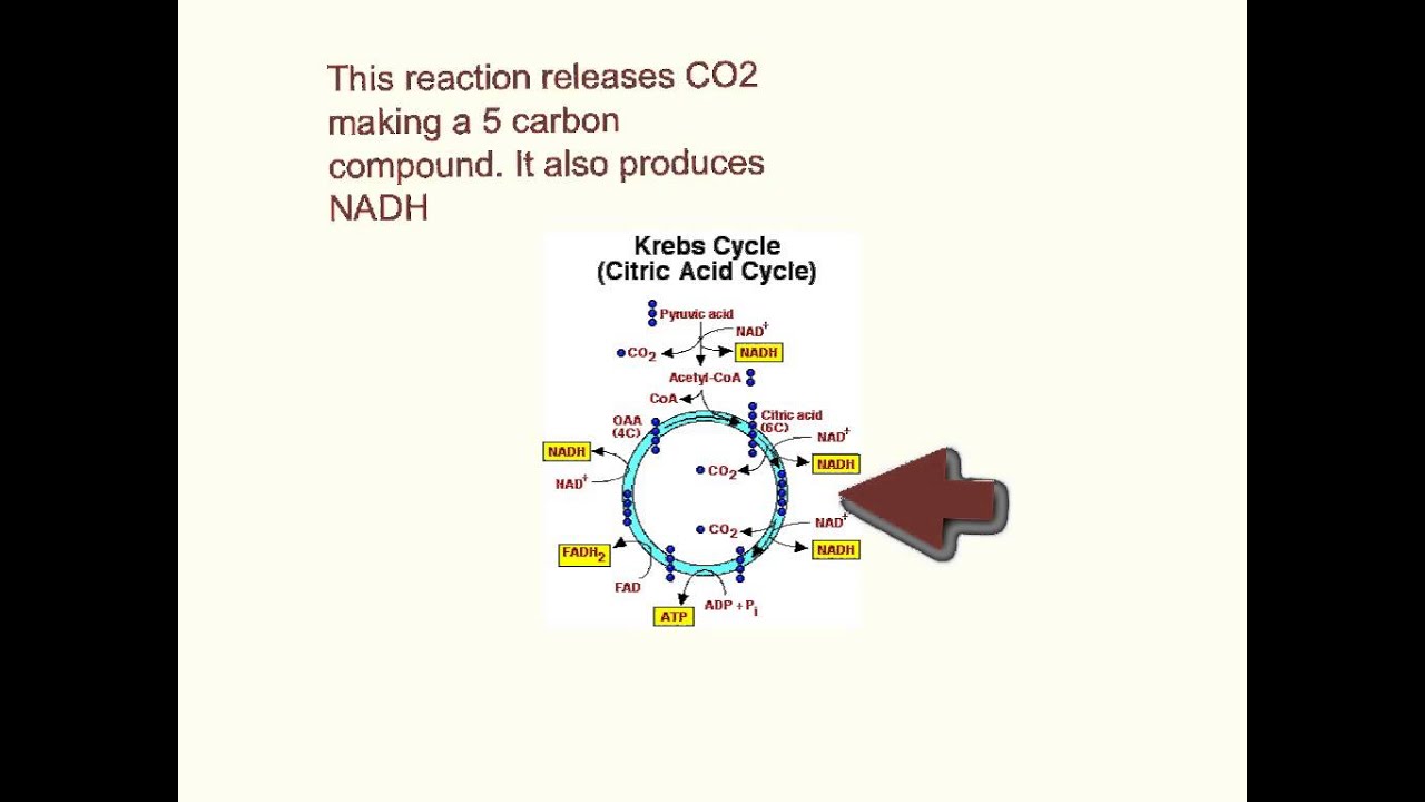 Krebs Cycle (Anmol and Cameron) FEAT INTERACTIVE QUIZ IN DESCRIPTION ...