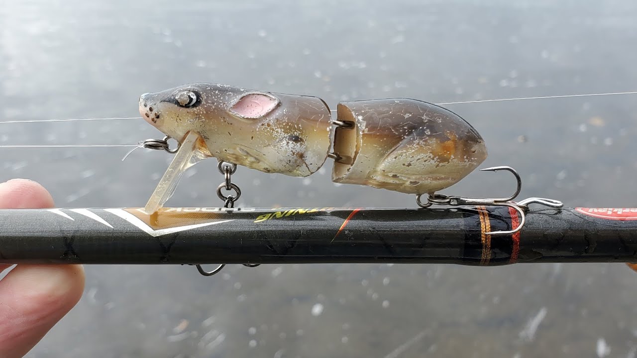 SMALLMOUTH BASS Eat a Mouse Lure? - YouTube