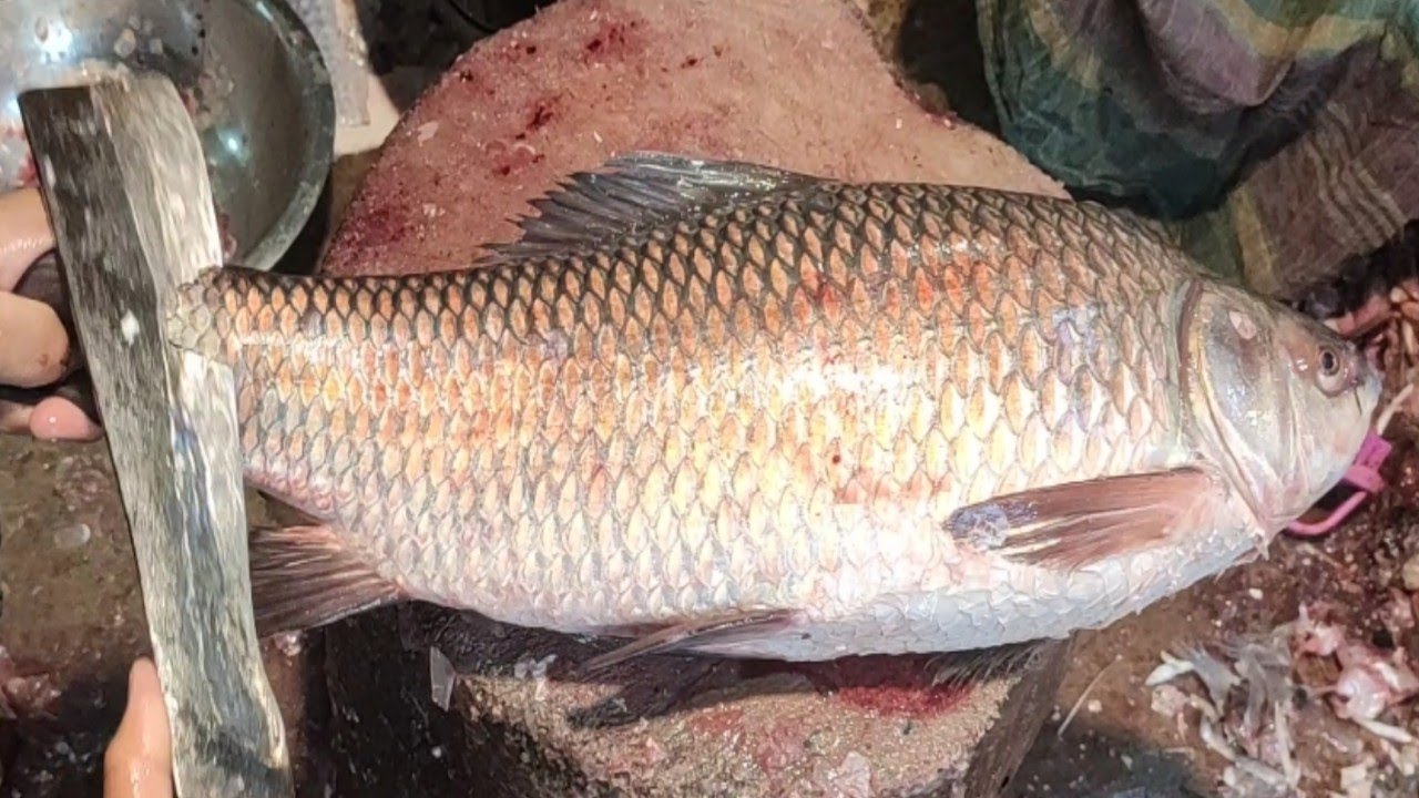 Amazing Rohu Fish Cutting Skills || Fresh Fish Cutting - YouTube