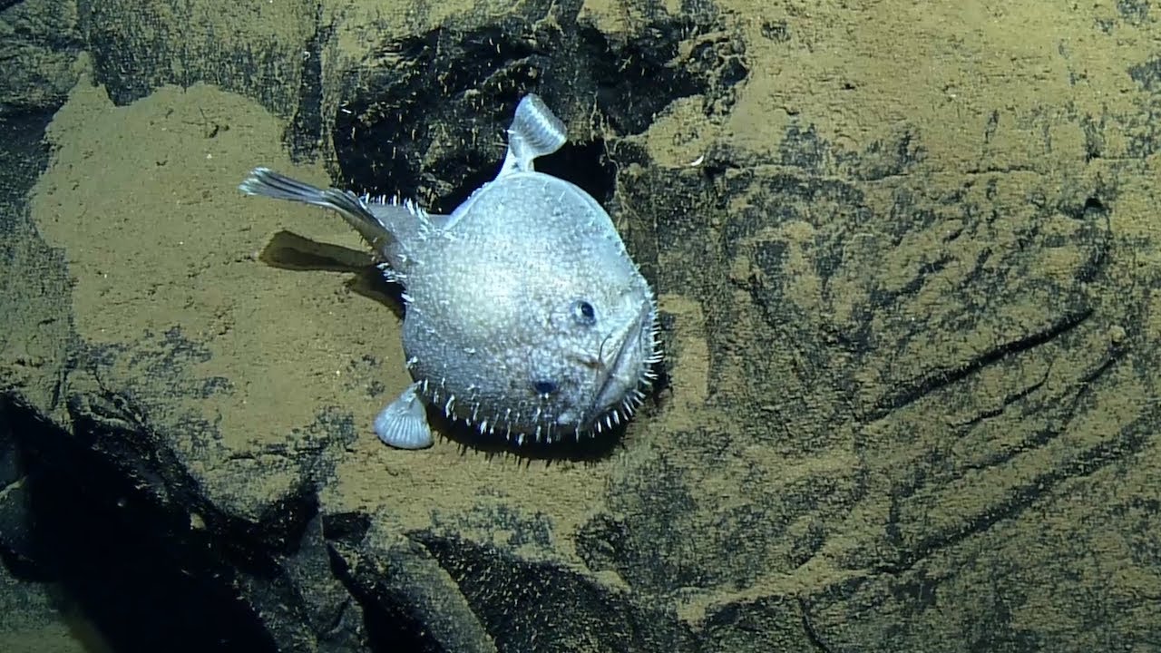 Monkfish Sits on Geometric Columnar Basalt | Nautilus Live - YouTube