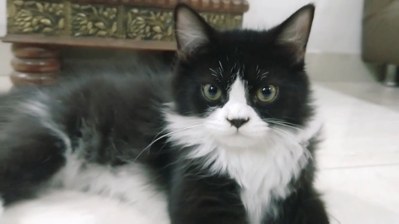 RARE PARISIAN CAT BLACK / WHITE - YouTube