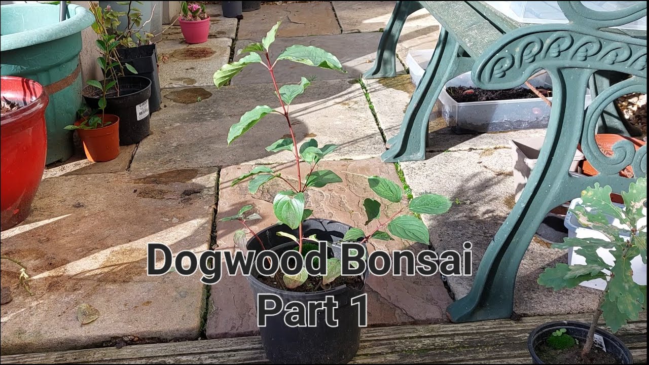 Dogwood Bonsai Progression Part 1. - YouTube