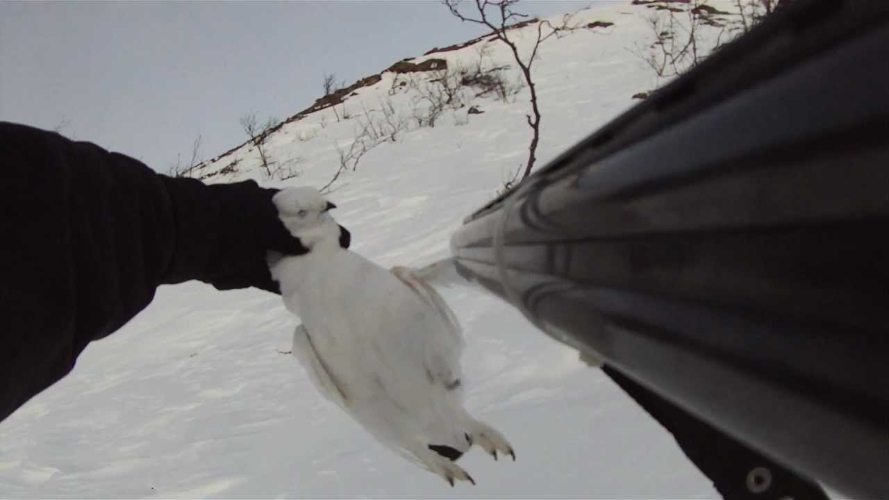 Vinterjakt på rype - YouTube