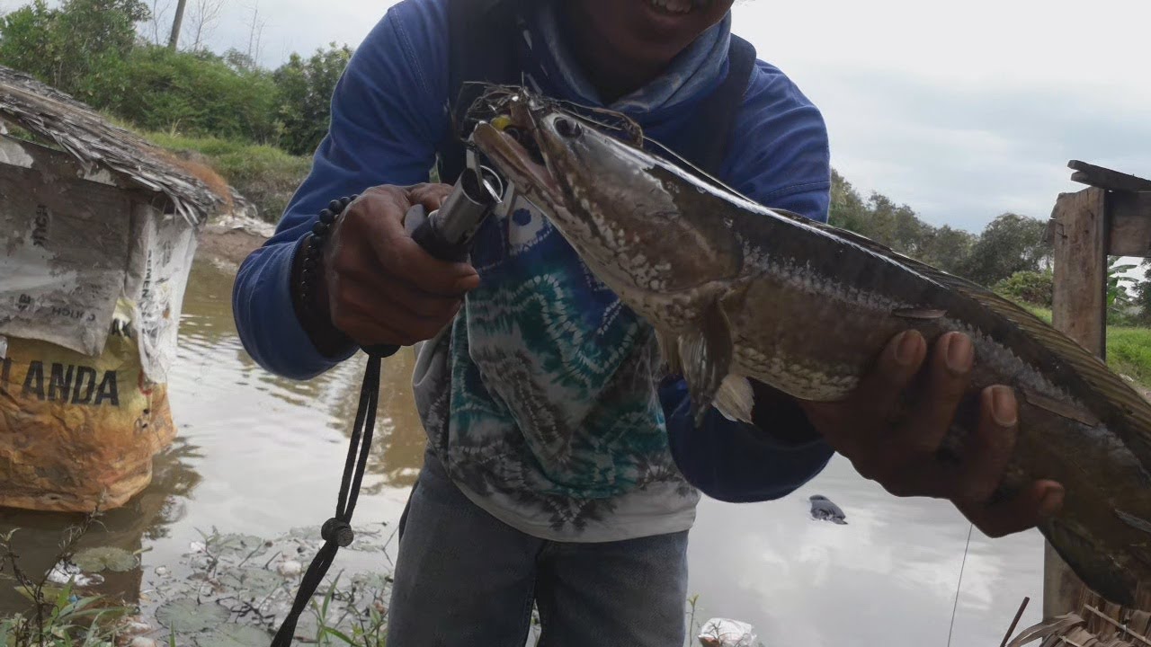 Casting Ikan Gabus spot Sungai Tabuk Banjarmasin Kalsel (Borneo ...