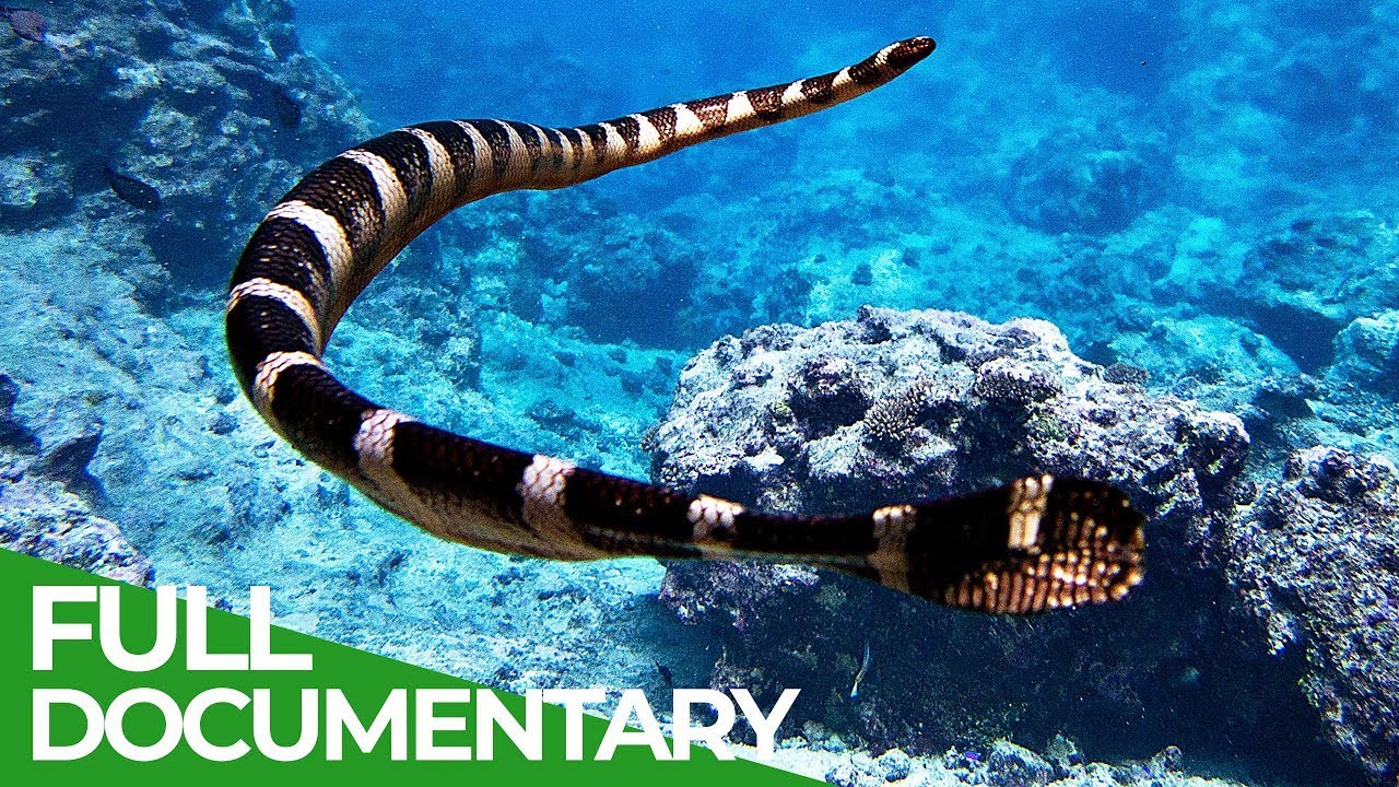 Belcher's Sea Snake: The Ocean's Silent Assassin - YouTube