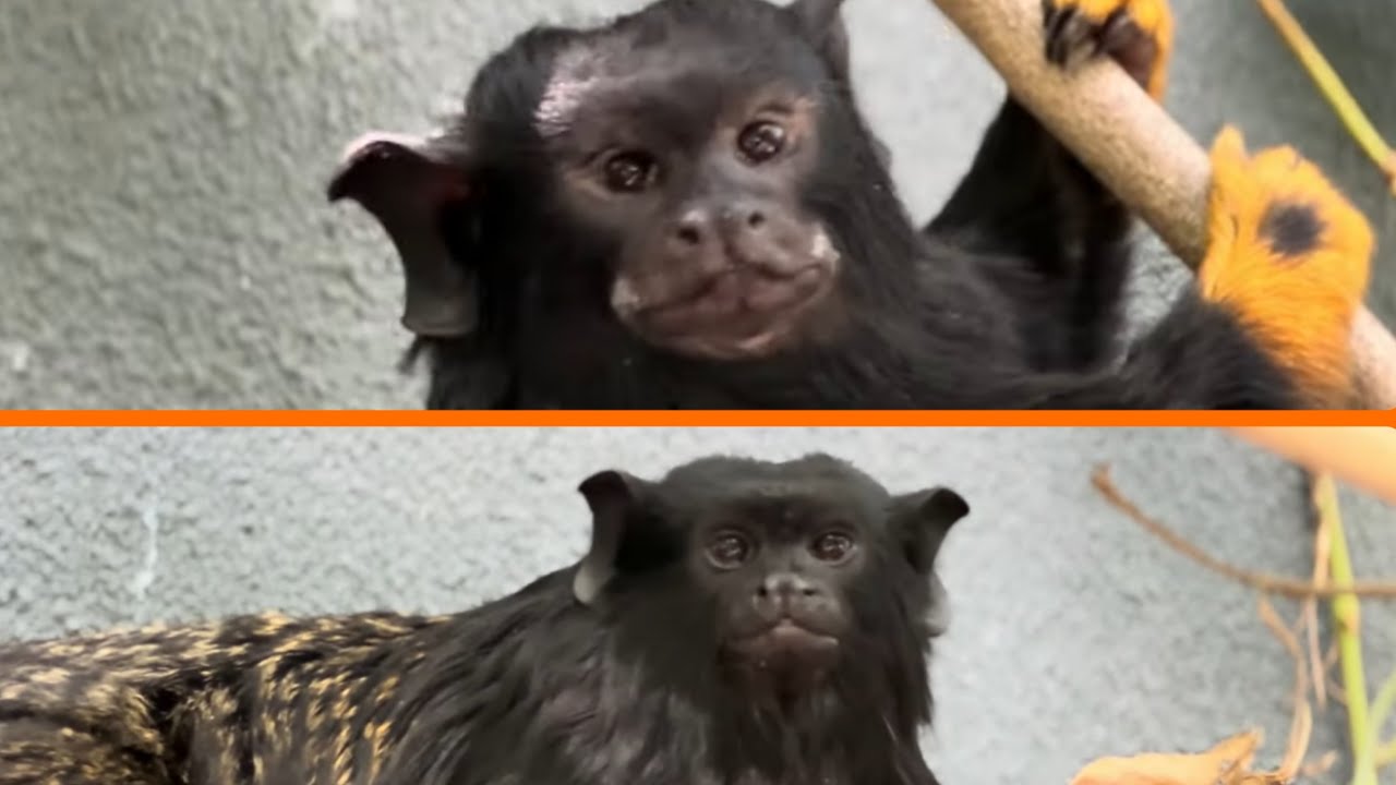 Cinematic 30 frame Monkey Daddy#เป๋าฮื้อ #ก๋วยจี๊ #AyaTheMonkey# ...