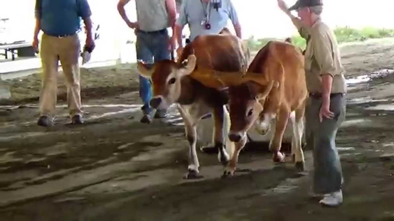 Farmer's Steer & Oxen Pull Video (Part-2) - YouTube