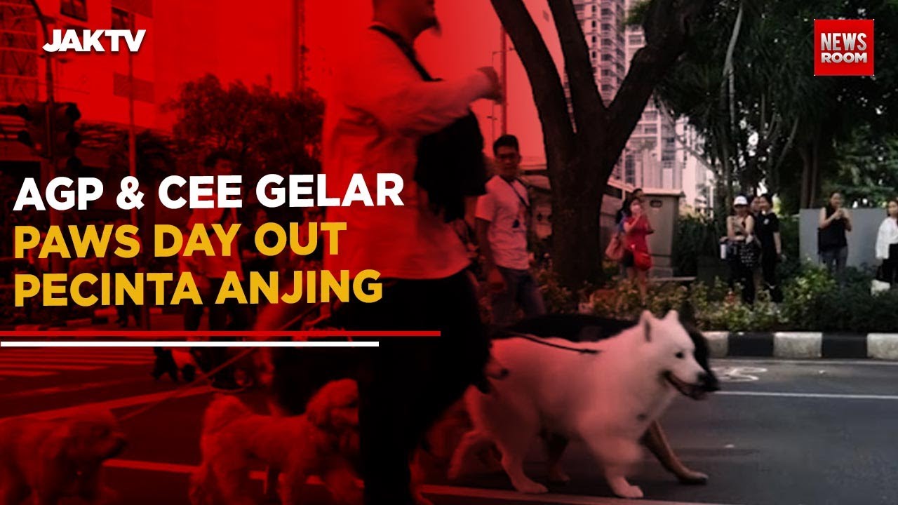 AGP & CEE Gelar Paws Day Out Pecinta Anjing - YouTube