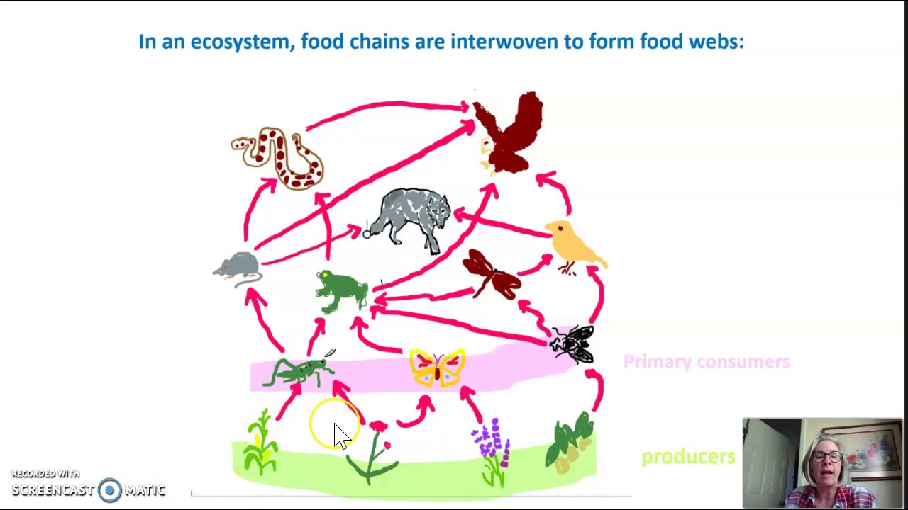 Food chains, Food Webs, and Trophic Levels - YouTube