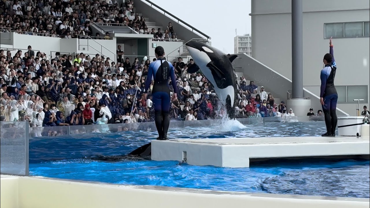【神戸須磨シーワールド】オルカパフォーマンス オルカスタディアム 2024/6/23 （4K HDR 60fps）KOBE SUMA SEA ...