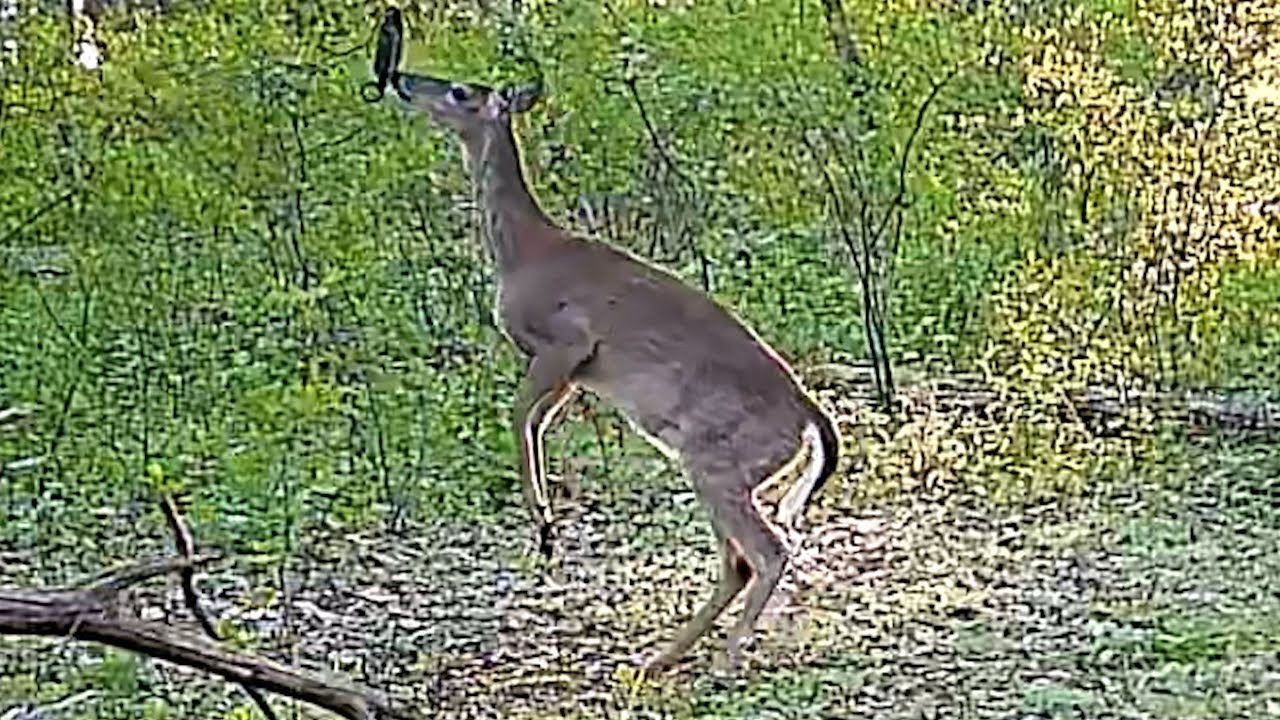 TRAIL CAMERA: One month of awesome footage on a wilderness game trail ...