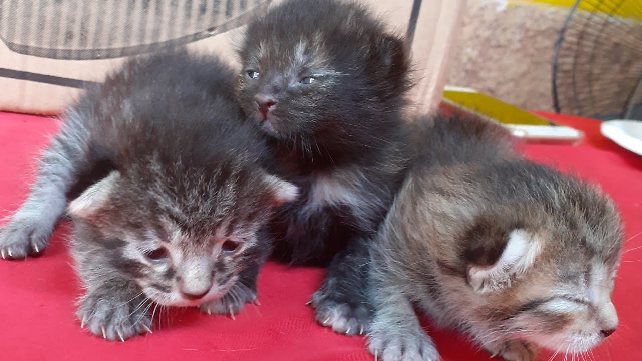 PERSIAN x PUSPiN | eyes opened - YouTube