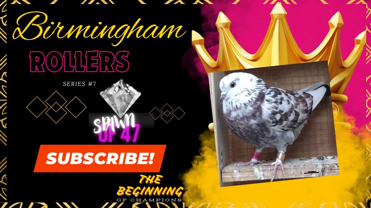 PAIRING MY BIRMINGHAM ROLLERS FOR BREEDING SERIES #7 - YouTube