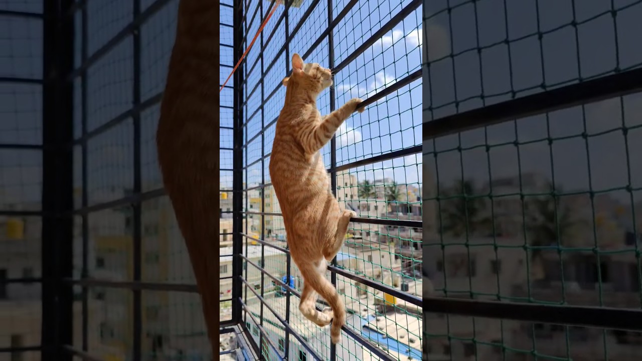 What's your opinion on this?? | Collecting cats means creating ...