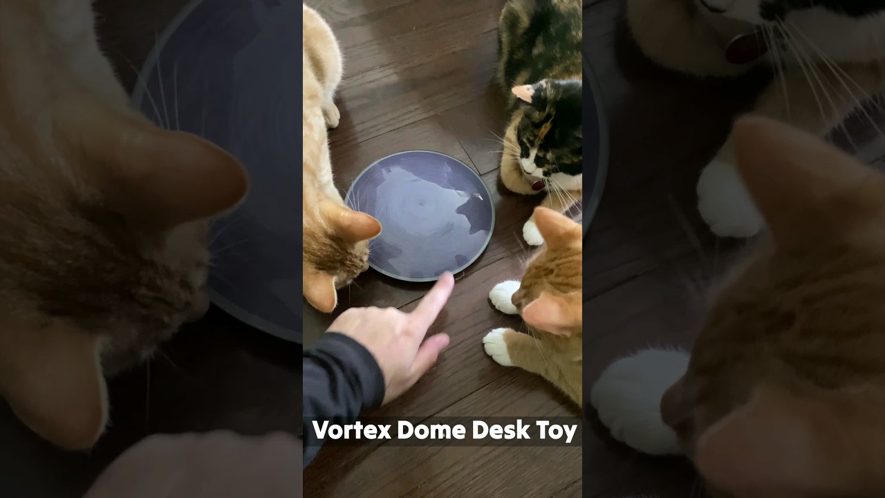 cute cats vs VORTEX DOME physics toy 😎 #shorts - YouTube