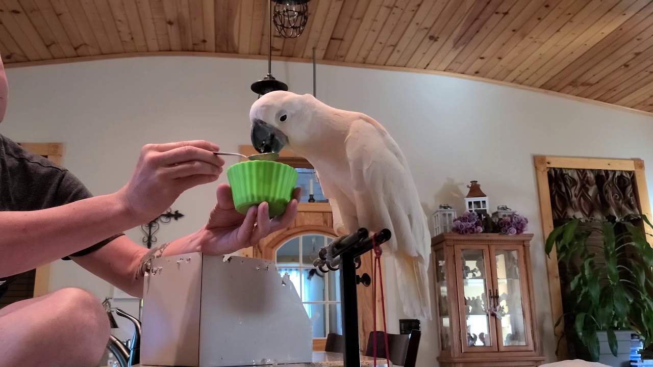 Who Is The Spoiled Bird ? - YouTube