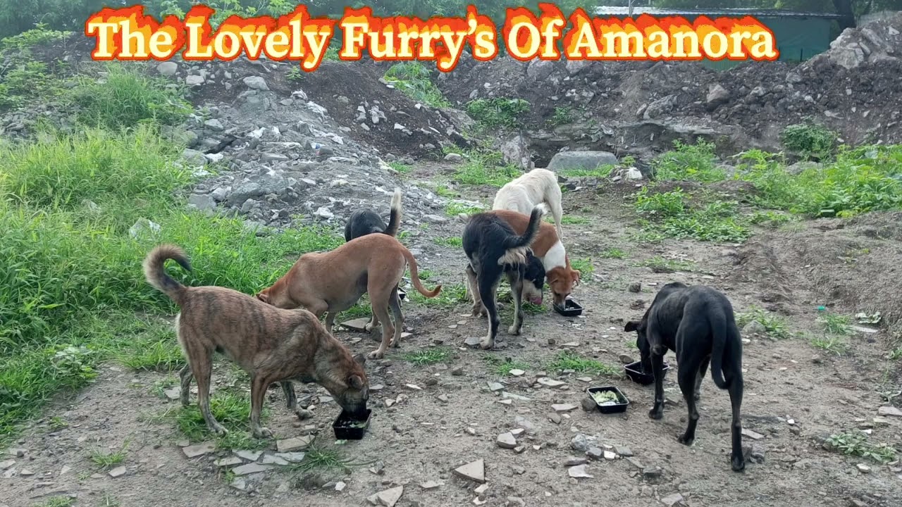 Day 884- Furry's Are Born To Struggle For Their Survival, Let's Make It ...