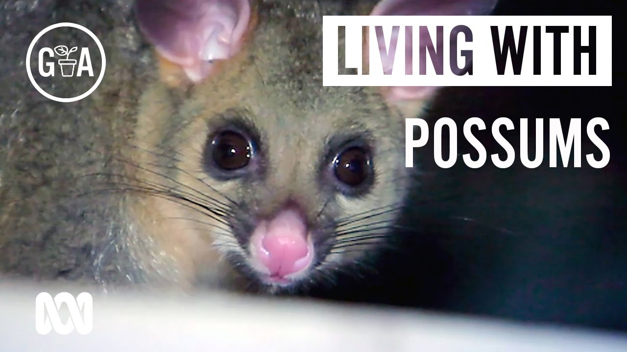 Tools and tactics for living in harmony with possums in the garden ...