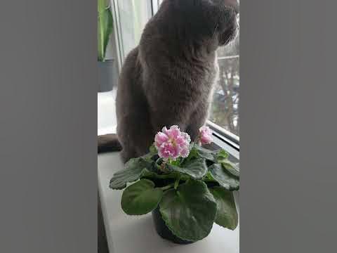 Фиалка АВ- Арбузный снег (первое цветение) - YouTube