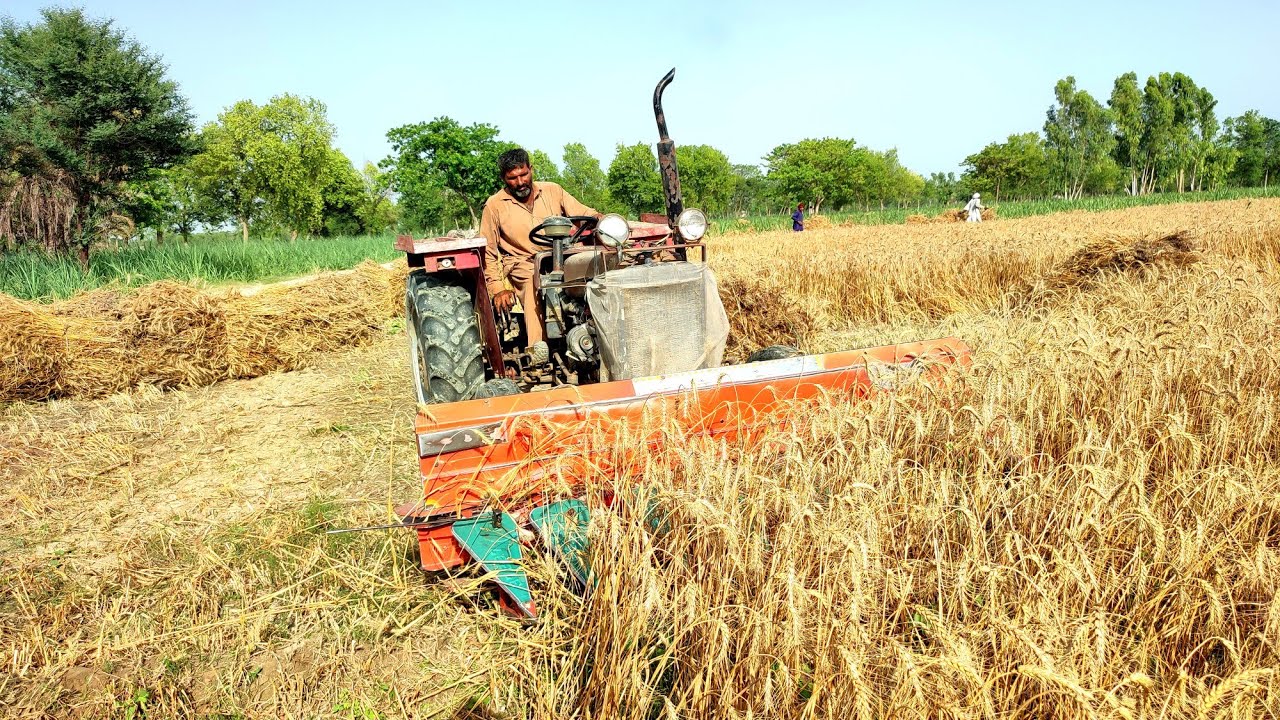 Wheat Reaper Cutting Machine || Tractor Massey Ferguson 240 || Gandum ...