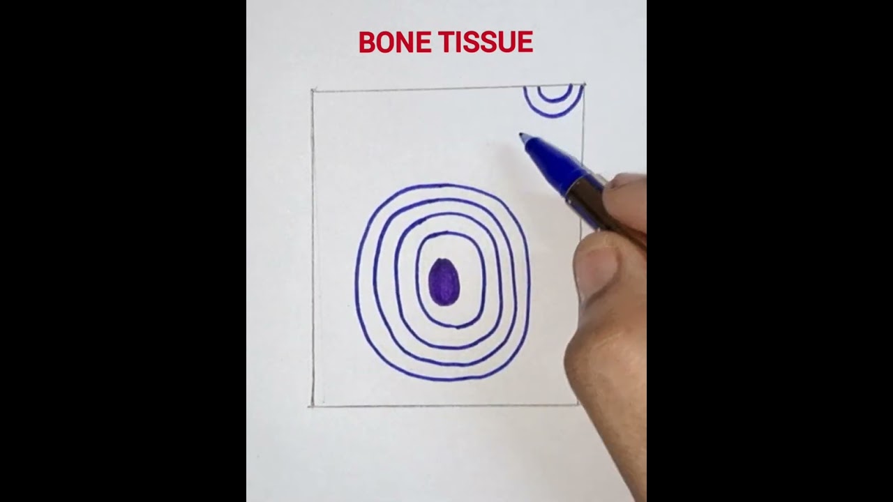 Bone Tissue Drawing